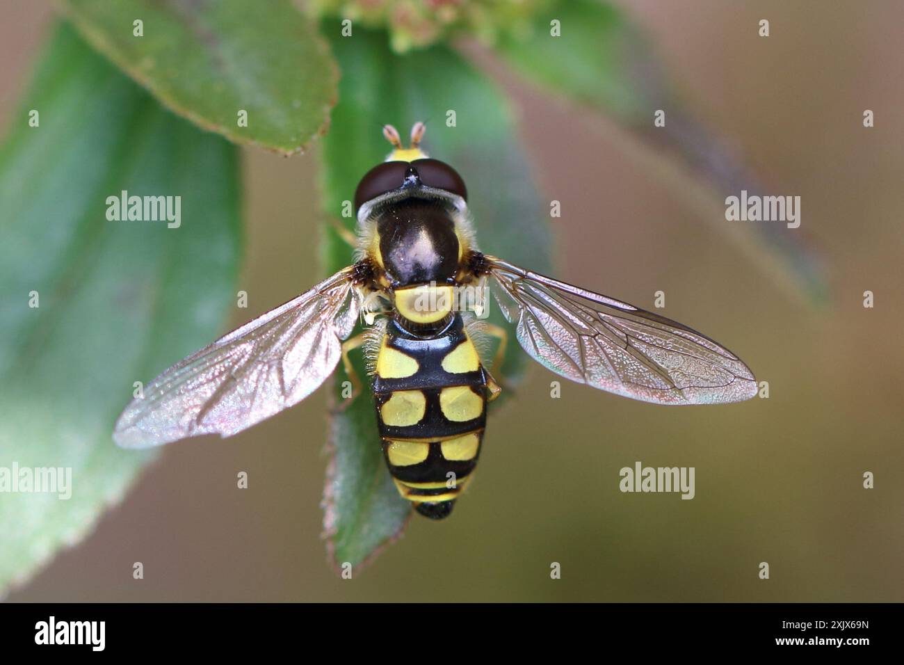 Yellow-shouldered Stout Hover Fly (Simosyrphus grandicornis) Insecta ...