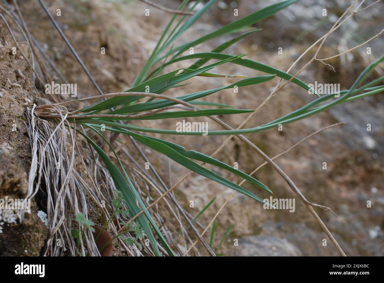 Ranunculus gramineus hi-res stock photography and images - Alamy