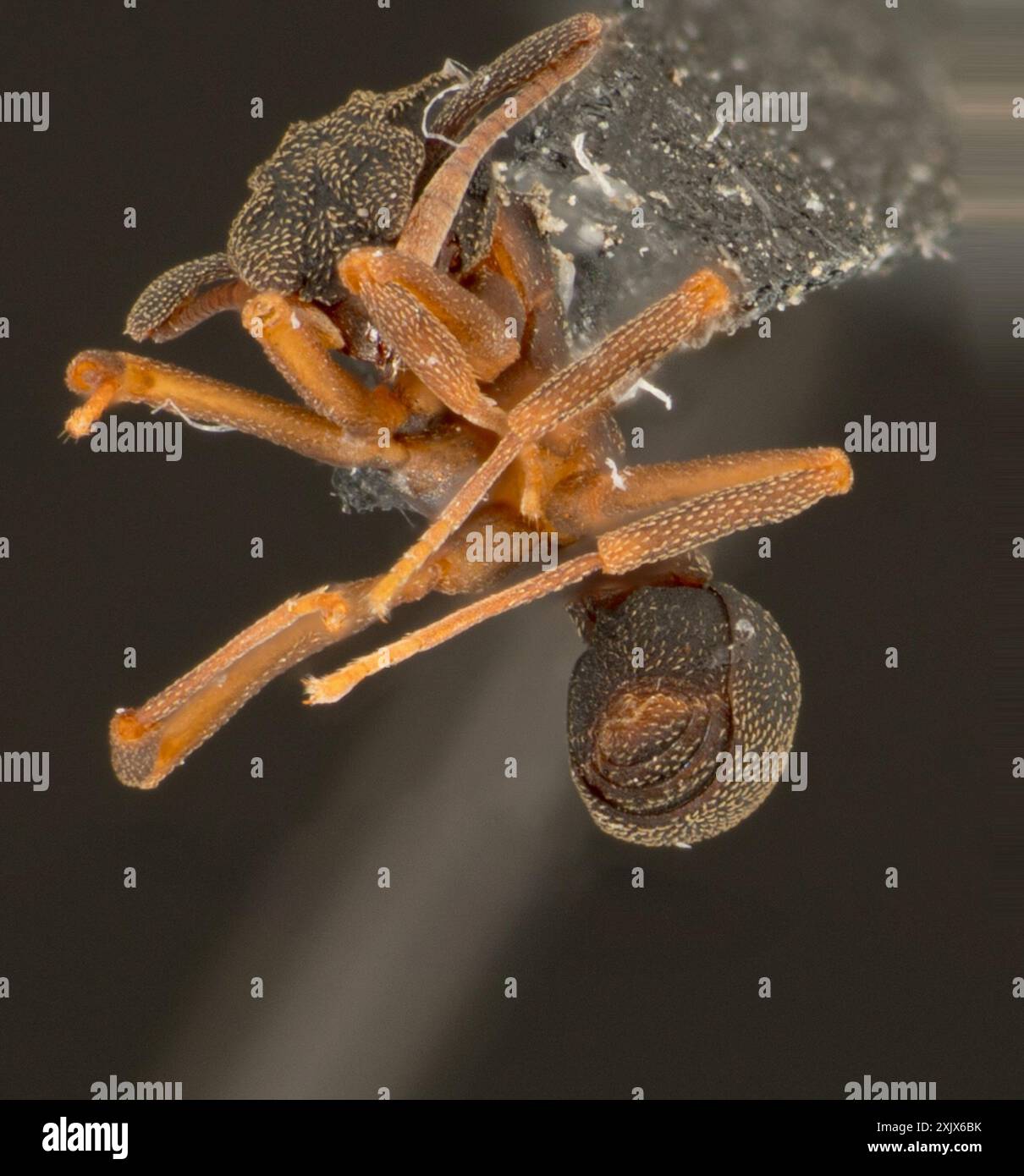 Cyphomyrmex hi-res stock photography and images - Alamy