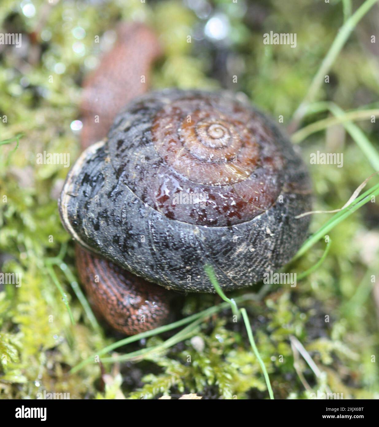Redwood Sideband (Monadenia infumata) Mollusca Stock Photo - Alamy