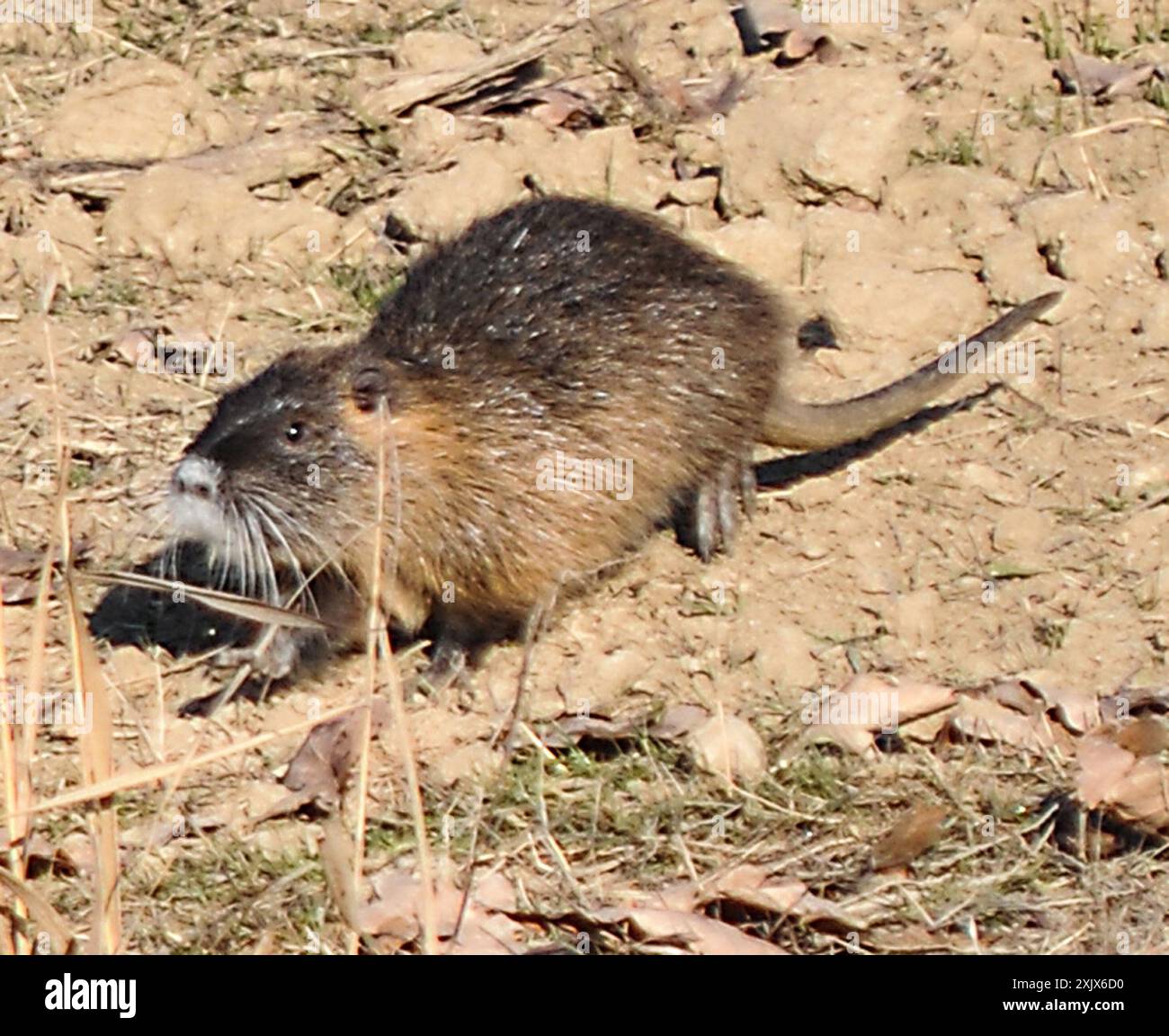 Coypu (Myocastor coypus) Mammalia Stock Photo - Alamy