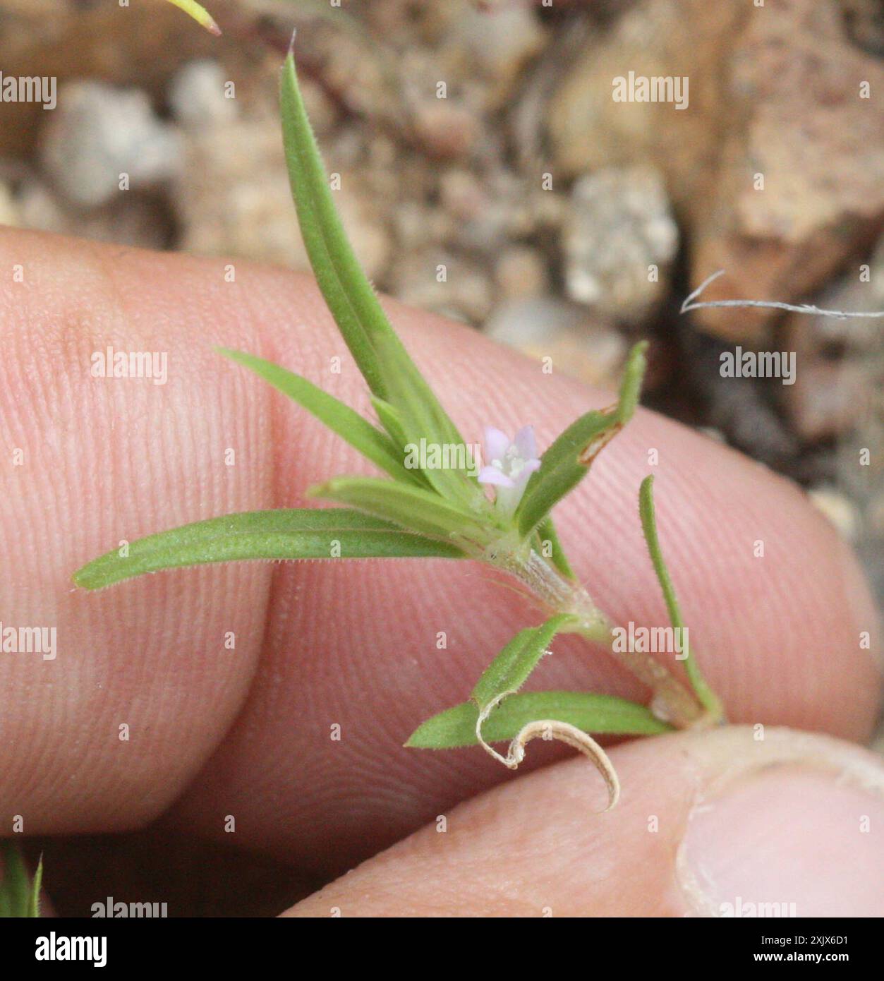 rough buttonweed (Hexasepalum teres) Plantae Stock Photo - Alamy