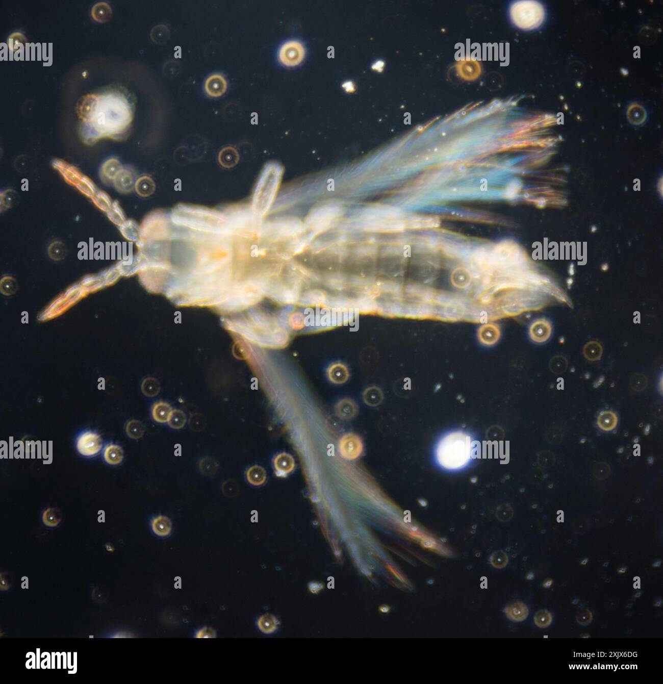 Chilli Thrips (Scirtothrips dorsalis) Insecta Stock Photo - Alamy