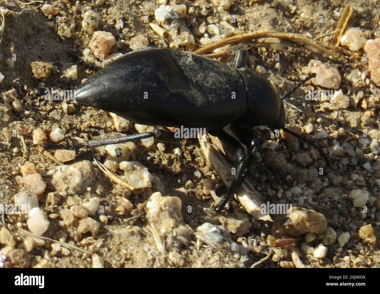Desert Stink Beetles (Eleodes) Insecta Stock Photo - Alamy