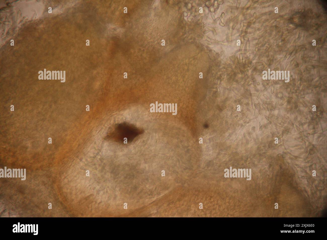 Hyalinus hi-res stock photography and images - Alamy