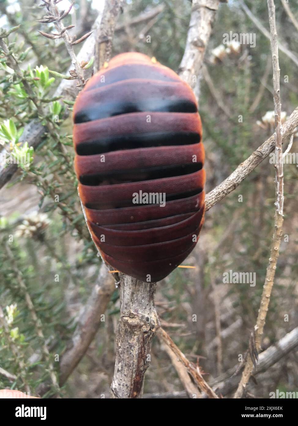 Cape Mountain Cockroach (Aptera fusca) Insecta Stock Photo - Alamy