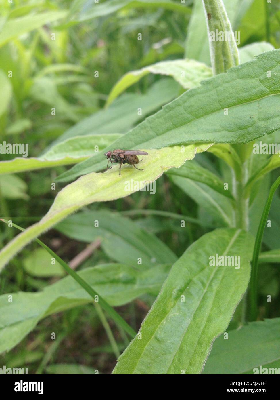Coenosia hi-res stock photography and images - Alamy