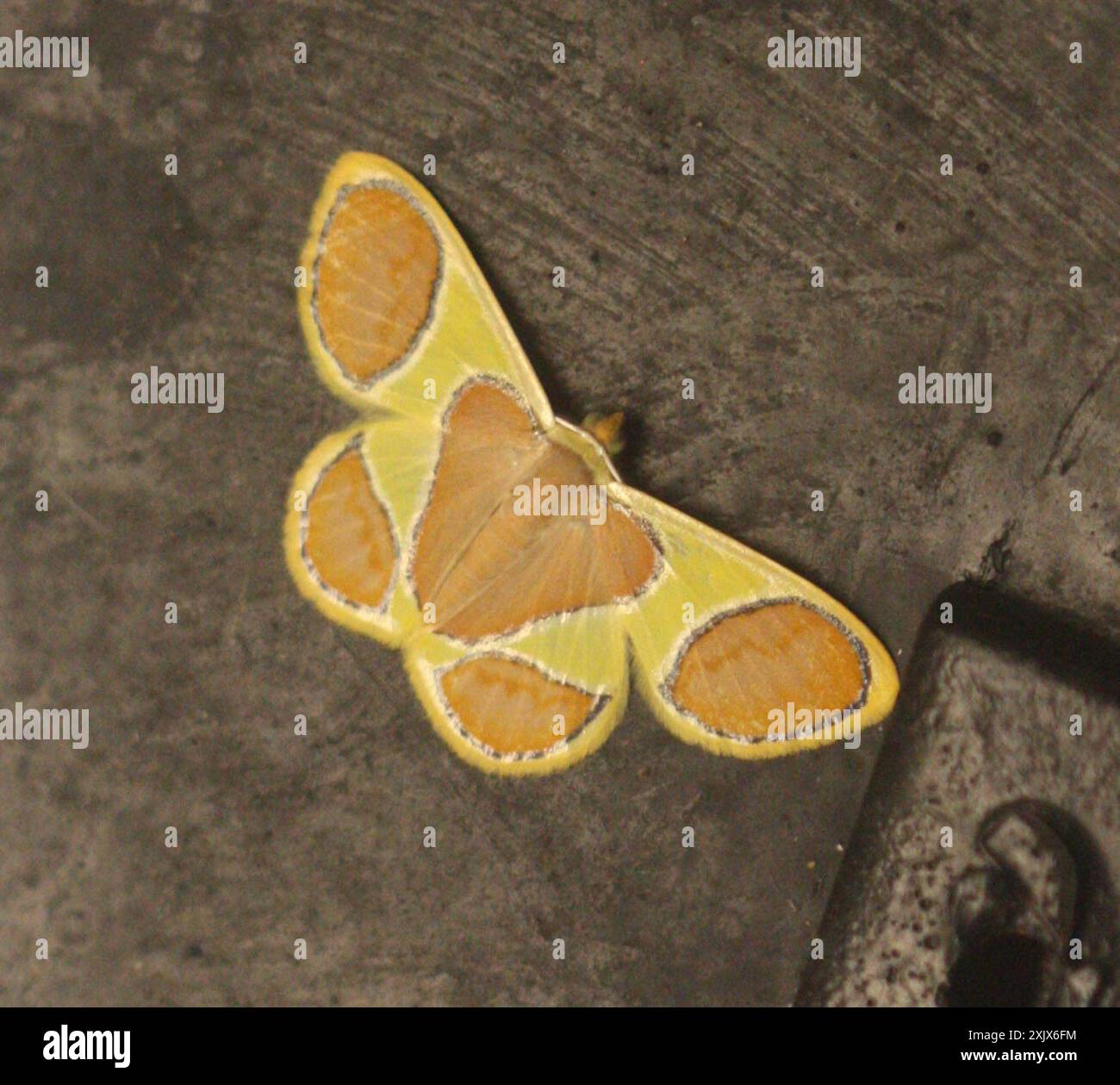 (Plutodes cyclaria) Insecta Stock Photo - Alamy