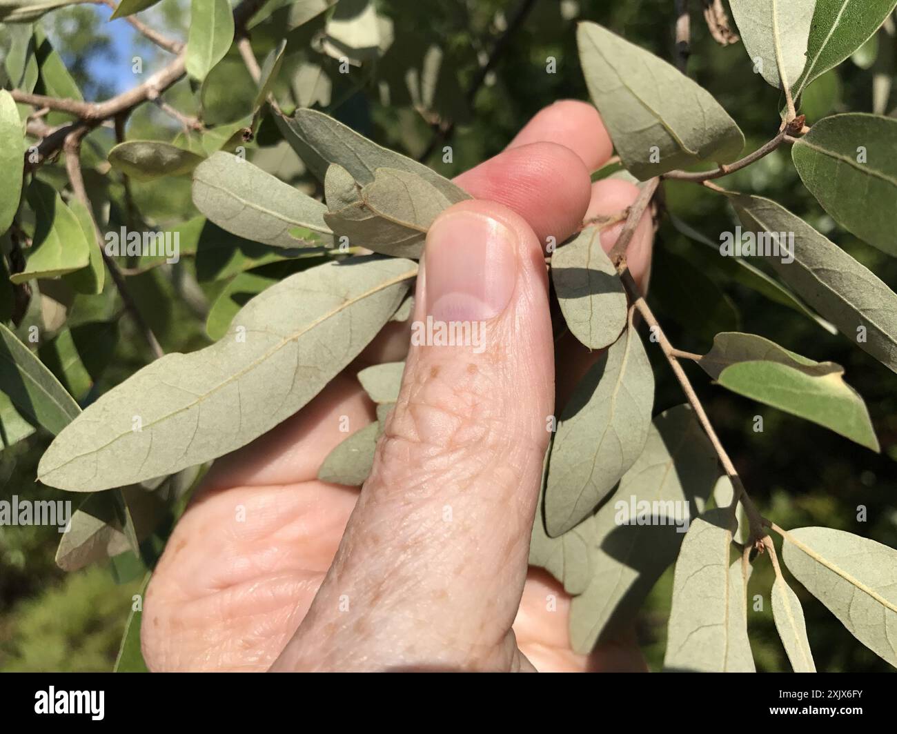 bluejack oak (Quercus incana) Plantae Stock Photo - Alamy