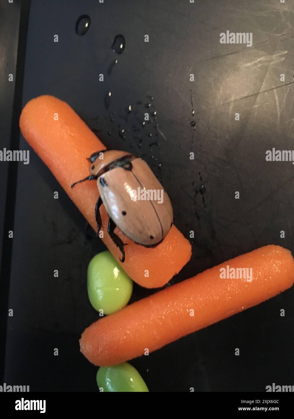 Grapevine Beetle (Pelidnota punctata) Insecta Stock Photo - Alamy