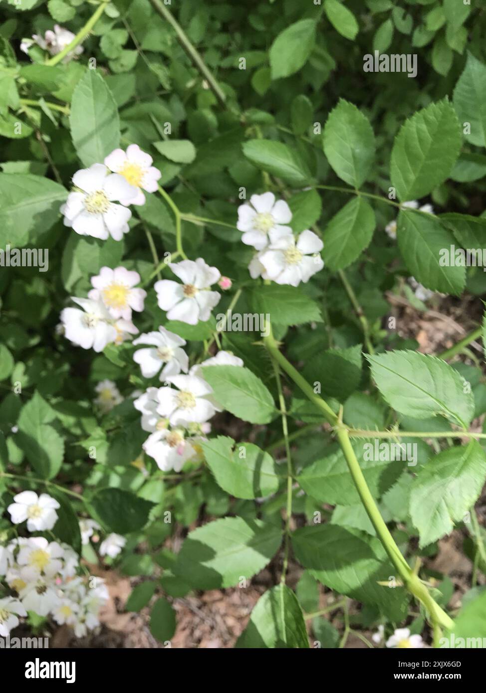 multiflora rose (Rosa multiflora) Plantae Stock Photo - Alamy