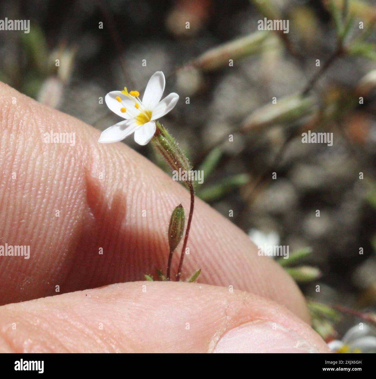 Bolander's linanthus (Leptosiphon bolanderi) Plantae Stock Photo - Alamy