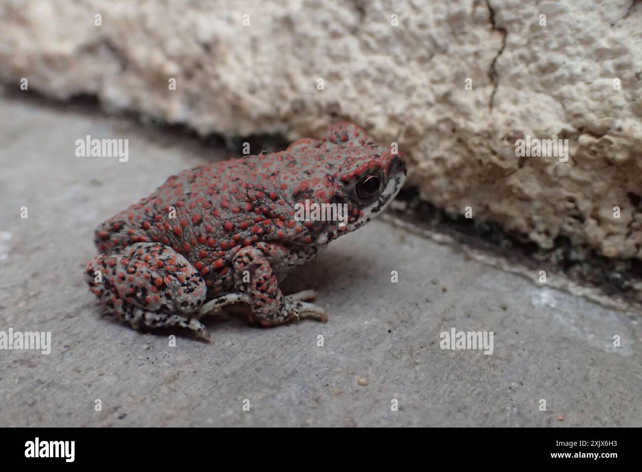 Red-spotted Toad (Anaxyrus punctatus) Amphibia Stock Photo - Alamy