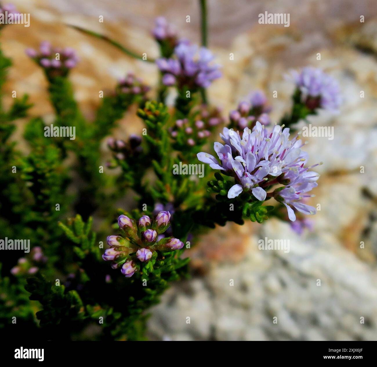Cape Buchu (Agathosma capensis) Plantae Stock Photo - Alamy