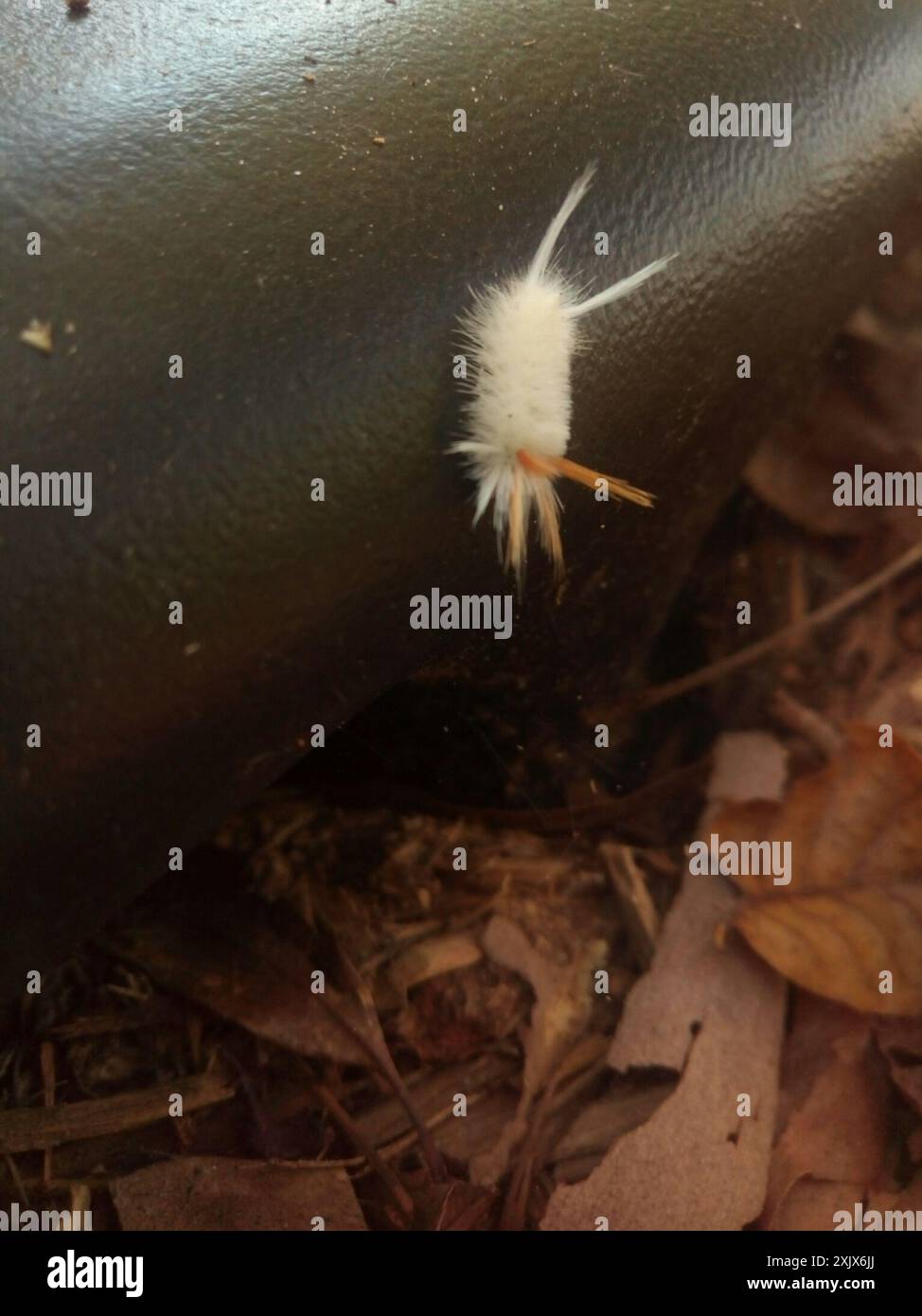 Sycamore Tussock Moth (Halysidota harrisii) Insecta Stock Photo - Alamy