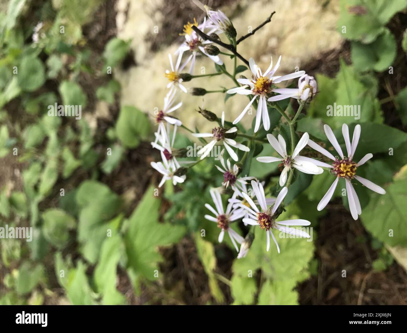 large-leaved aster (Eurybia macrophylla) Plantae Stock Photo - Alamy