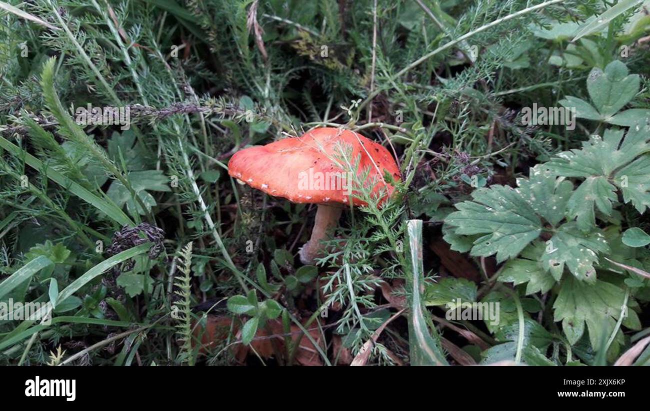 Chip Cherries (Leratiomyces ceres) Fungi Stock Photo - Alamy