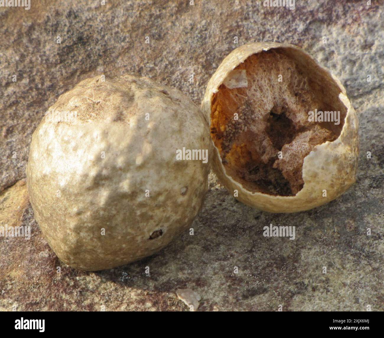 Spongy Oak Apple Gall Wasp (Amphibolips confluenta) Insecta Stock Photo ...