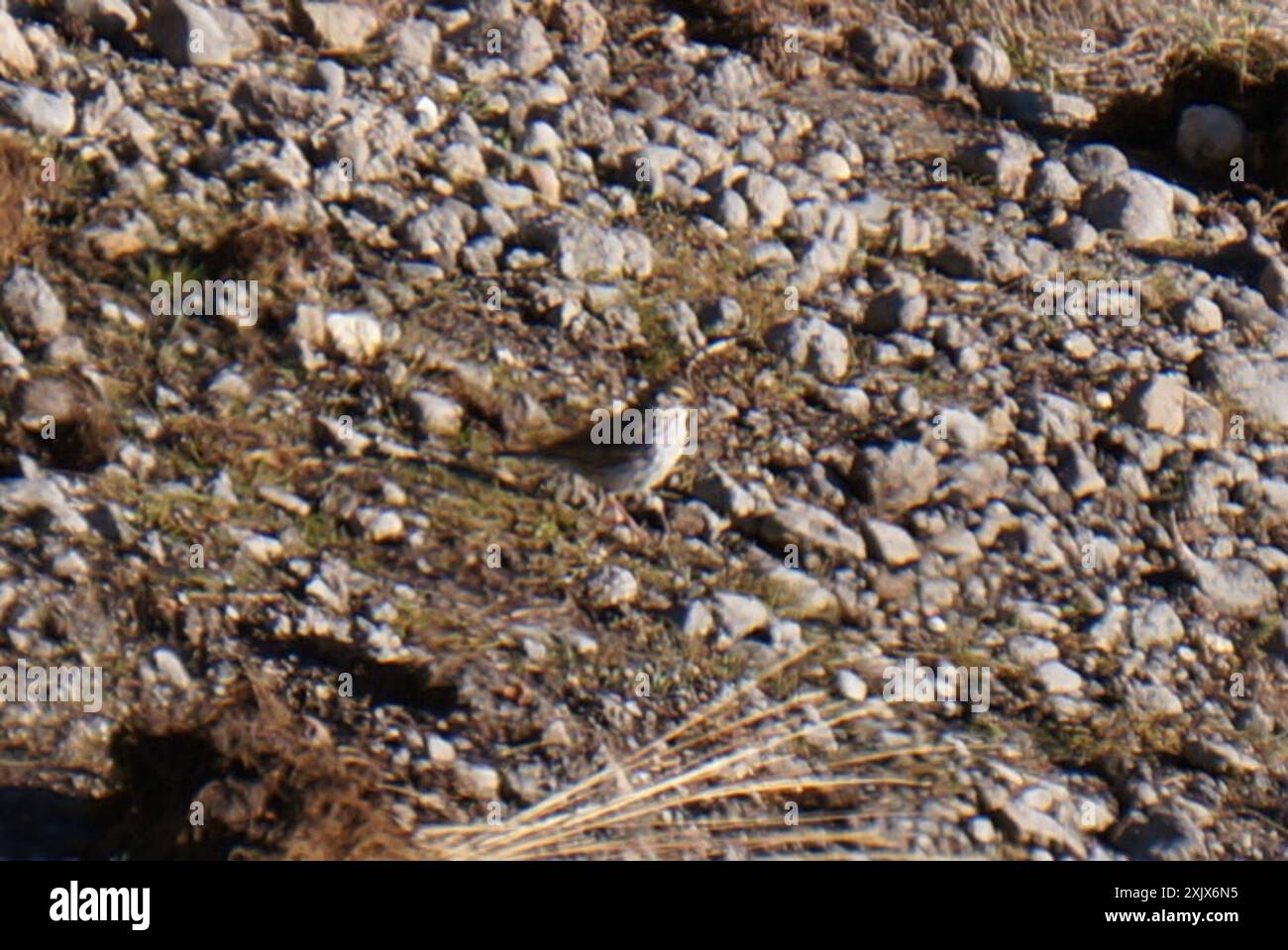 Savannah Sparrow (Passerculus sandwichensis) Aves Stock Photo - Alamy