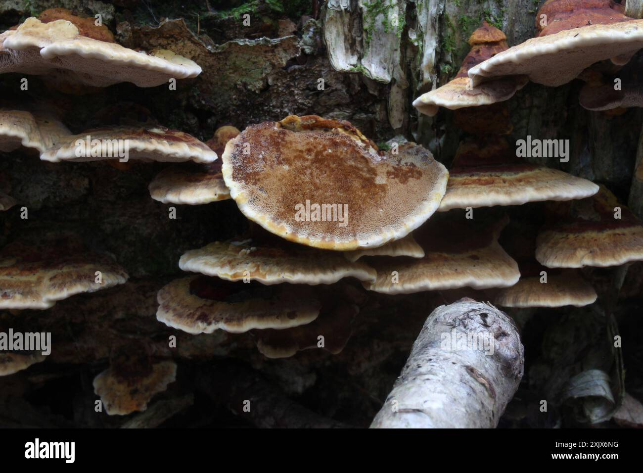 Alder Bracket (Mensularia radiata) Fungi Stock Photo - Alamy