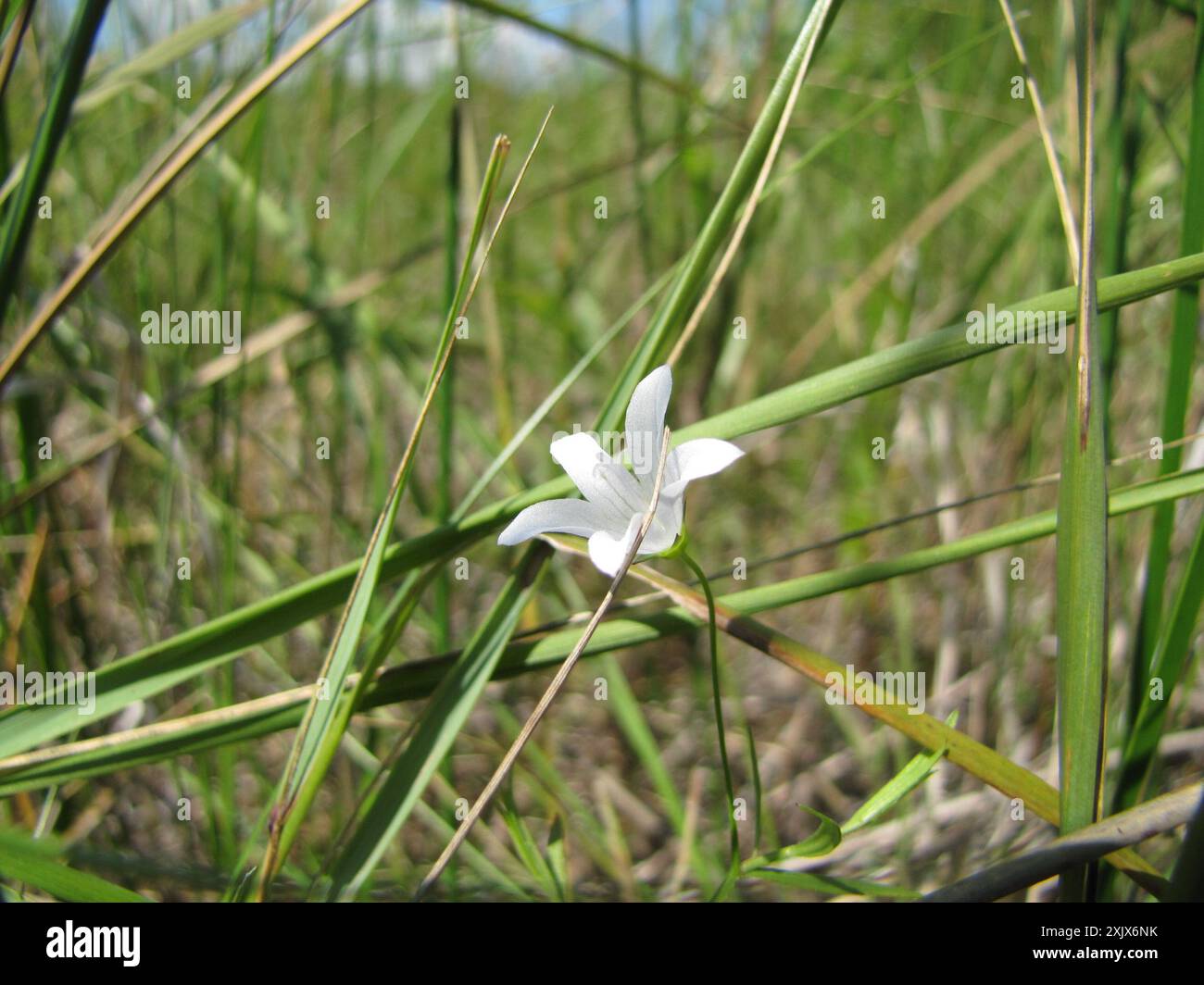 Marsh Bellflower (Campanula aparinoides) Plantae Stock Photo - Alamy