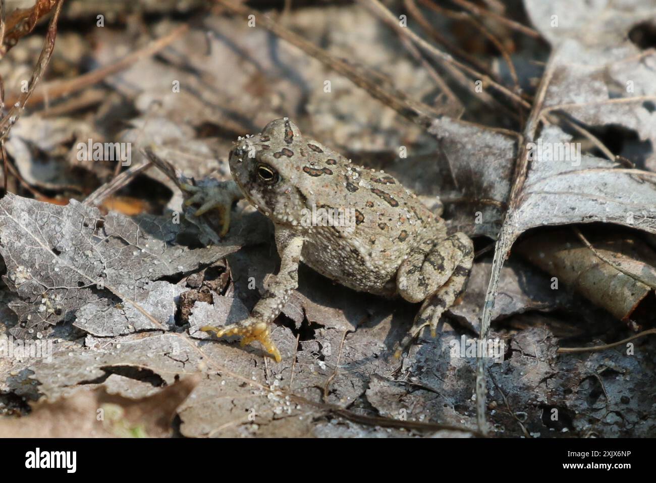 Fowler's Toad (Anaxyrus fowleri) Amphibia Stock Photo - Alamy