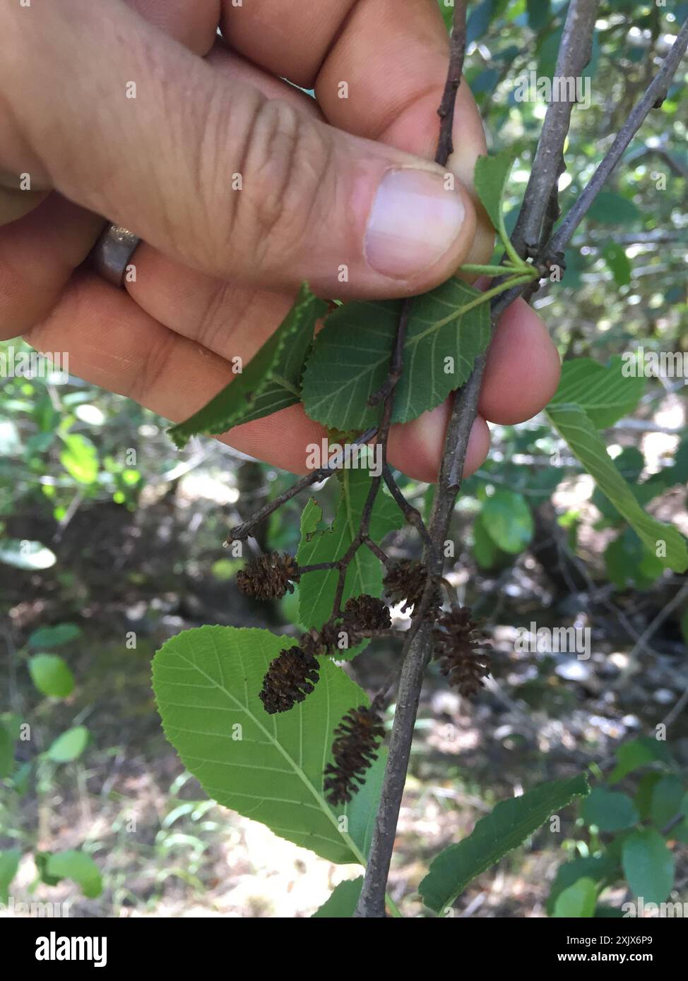 Red Alder (Alnus rubra) Plantae Stock Photo - Alamy