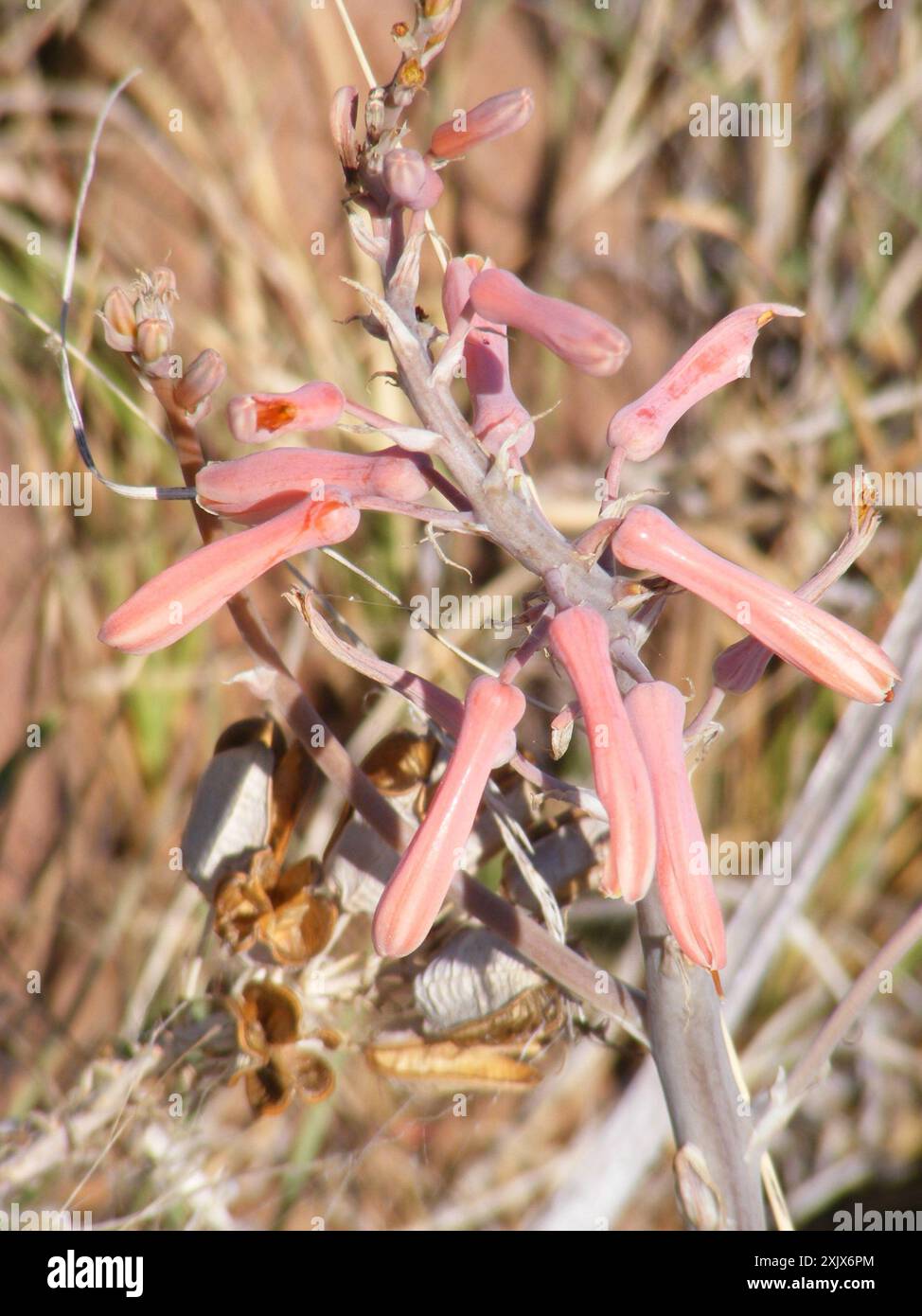 Highveld Spotted Aloe (Aloe davyana) Plantae Stock Photo - Alamy