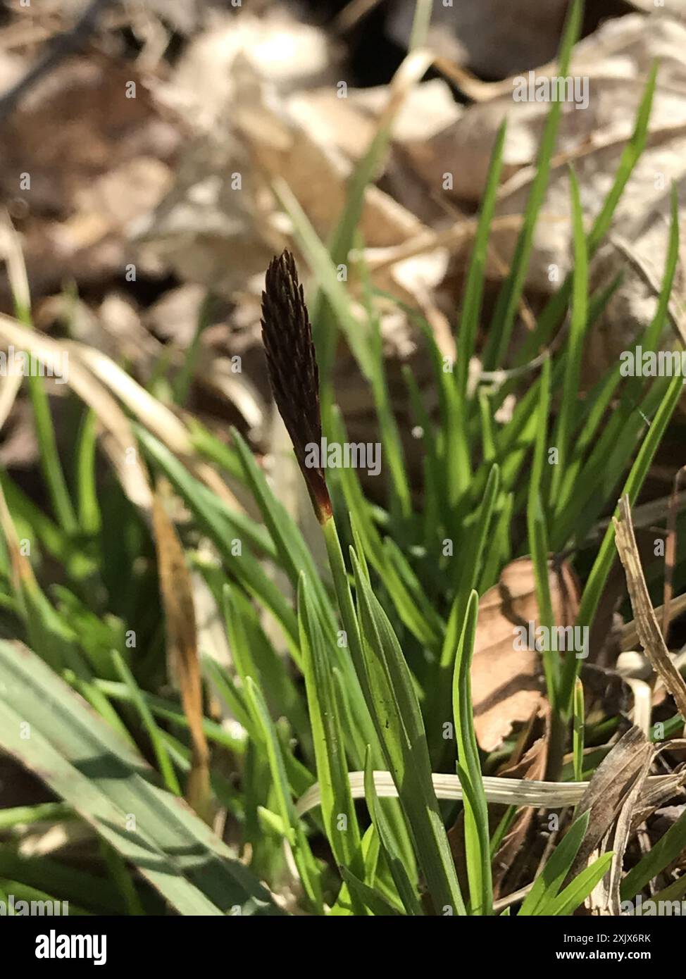 Pennsylvania sedge (Carex pensylvanica) Plantae Stock Photo - Alamy