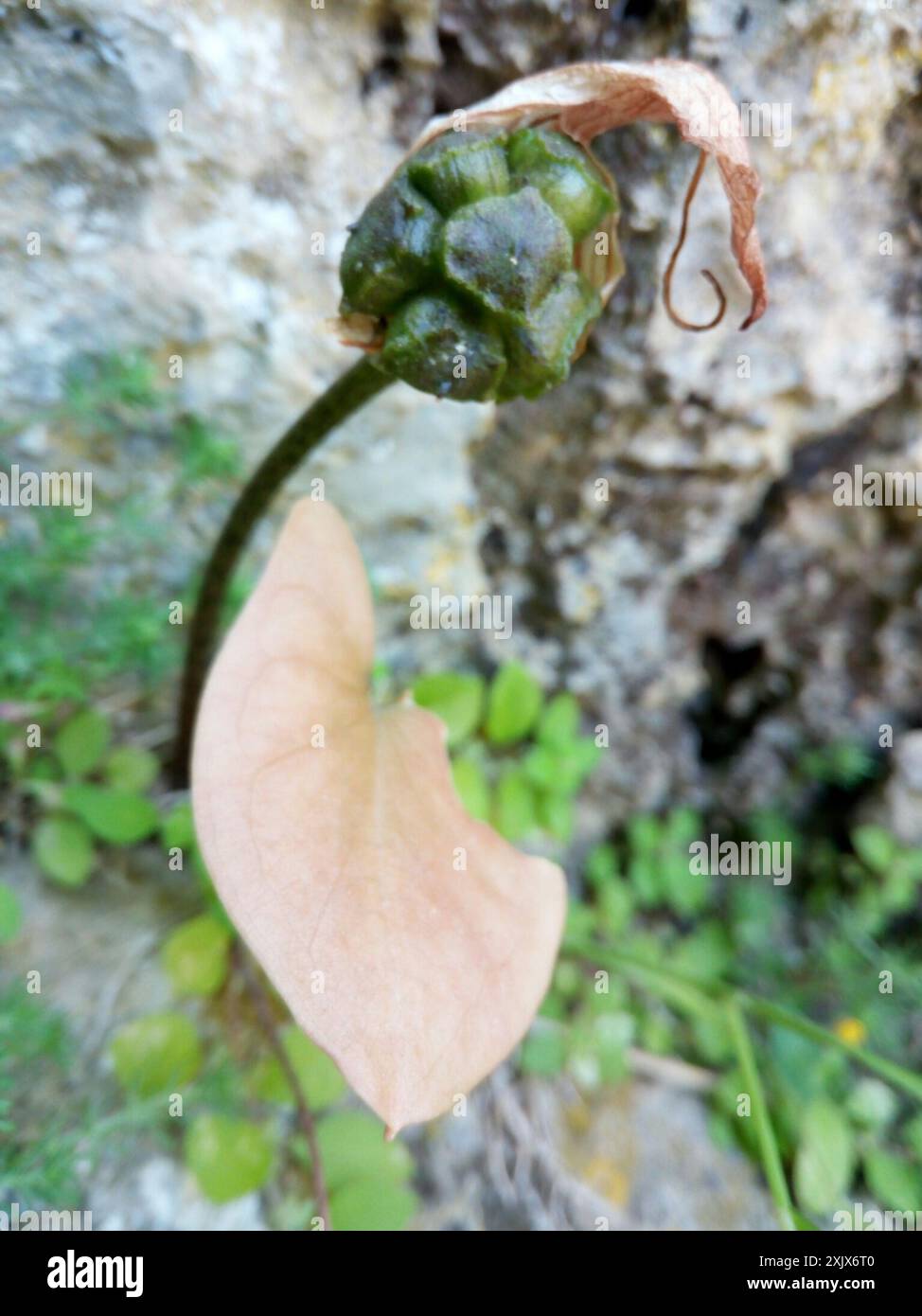 Friar's-cowl (Arisarum vulgare) Plantae Stock Photo - Alamy