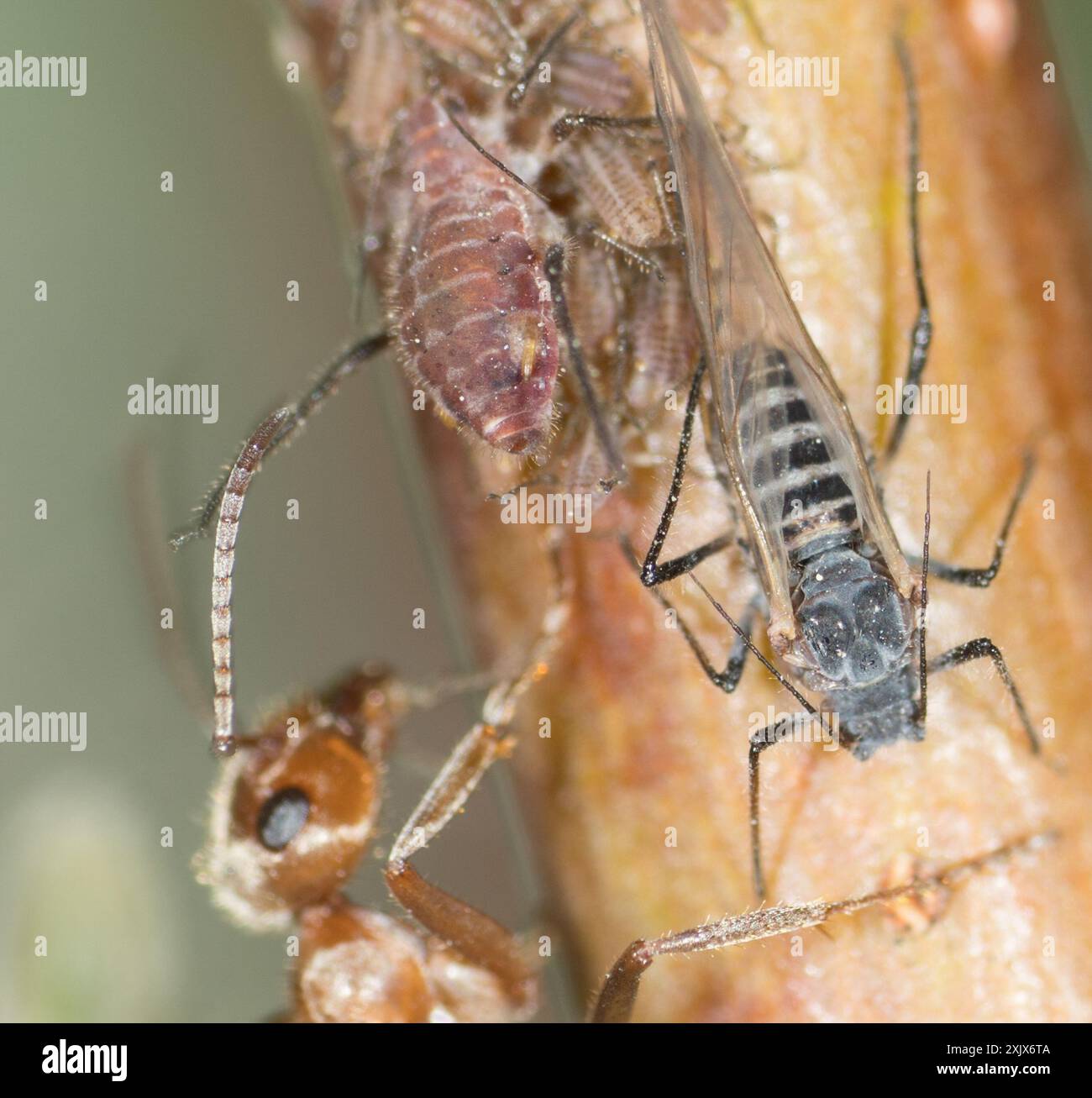 Willow Bark Aphids (Pterocomma) Insecta Stock Photo - Alamy
