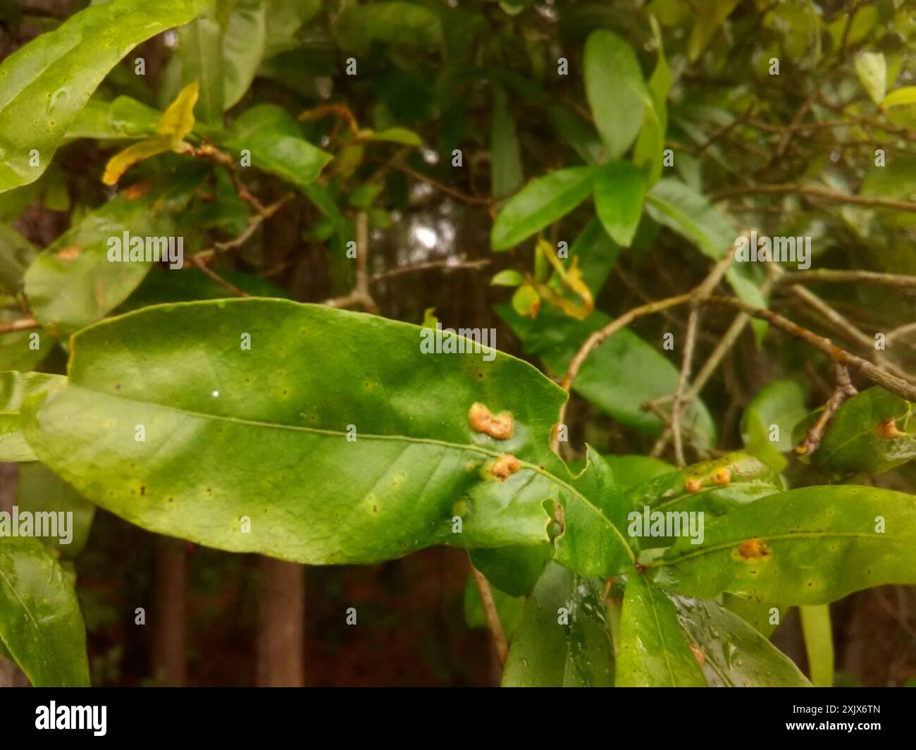 Insects (Insecta) Insecta Stock Photo - Alamy