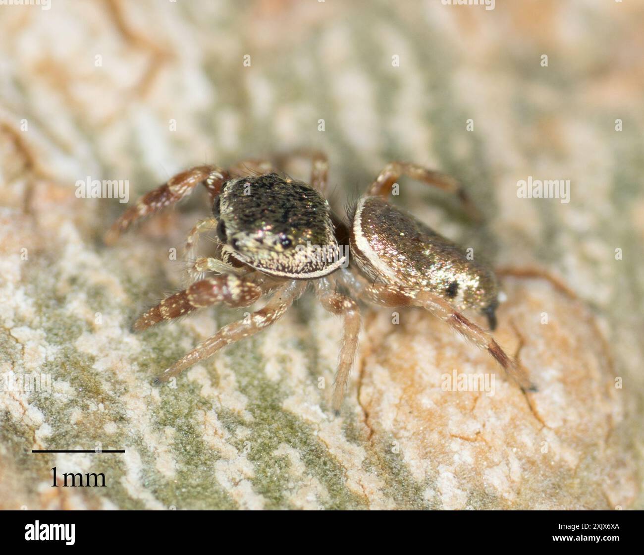 The sassacus hi-res stock photography and images - Alamy