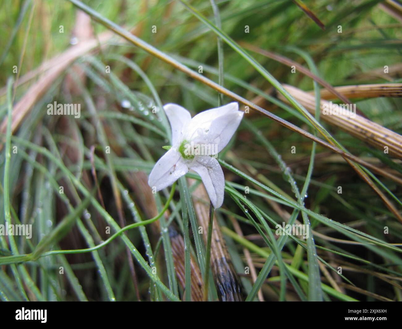Marsh Bellflower (Campanula aparinoides) Plantae Stock Photo - Alamy