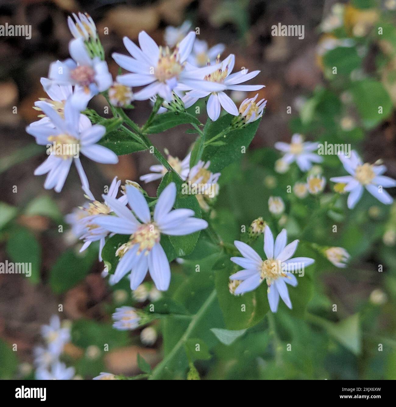 Common Blue Wood Aster (Symphyotrichum cordifolium) Plantae Stock Photo ...