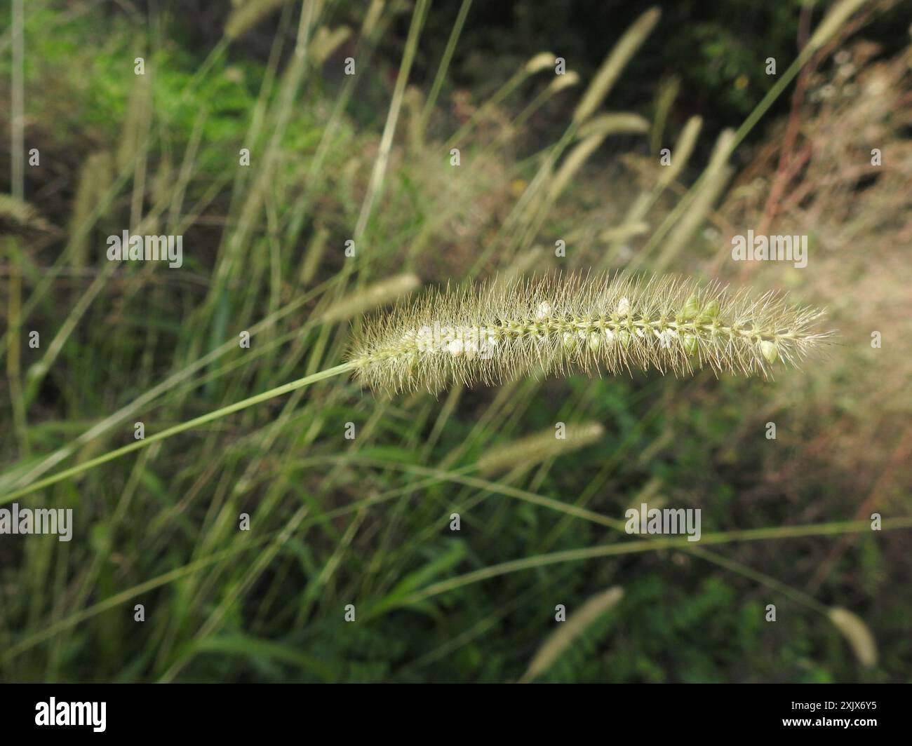 Green Bristle Grass (Setaria viridis) Plantae Stock Photo - Alamy