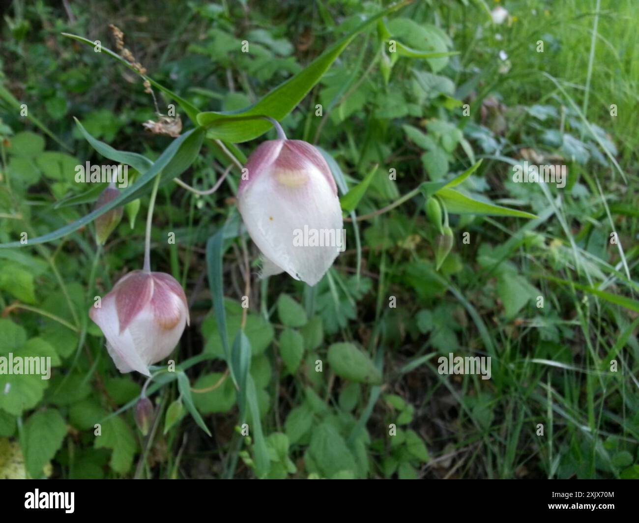 White Globe Lily (Calochortus albus) Plantae Stock Photo - Alamy