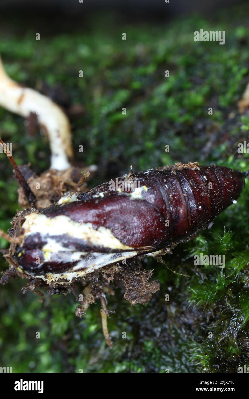 Scarlet Caterpillar Club (Cordyceps militaris) Fungi Stock Photo - Alamy