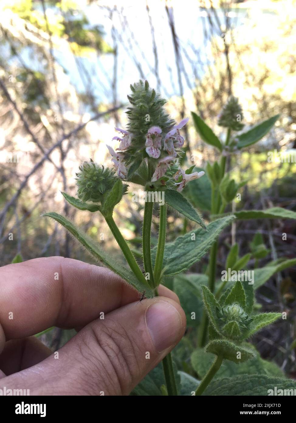short-spiked hedge nettle (Stachys pycnantha) Plantae Stock Photo - Alamy