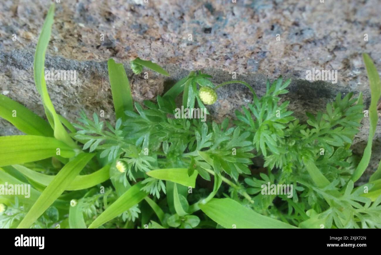 Common Cotula (Cotula australis) Plantae Stock Photo - Alamy