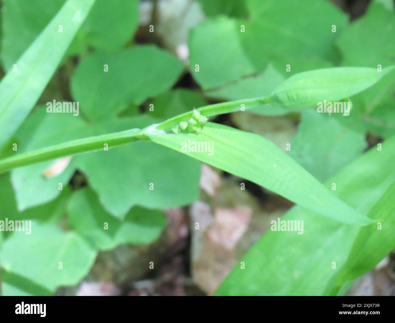 White Bear Sedge (Carex albursina) Plantae Stock Photo - Alamy