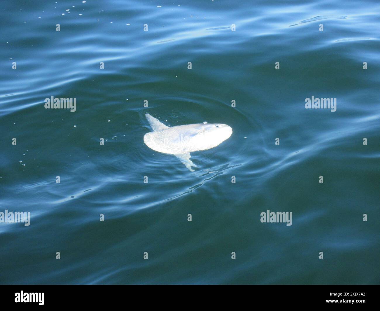 Common Mola (Mola mola) Actinopterygii Stock Photo - Alamy