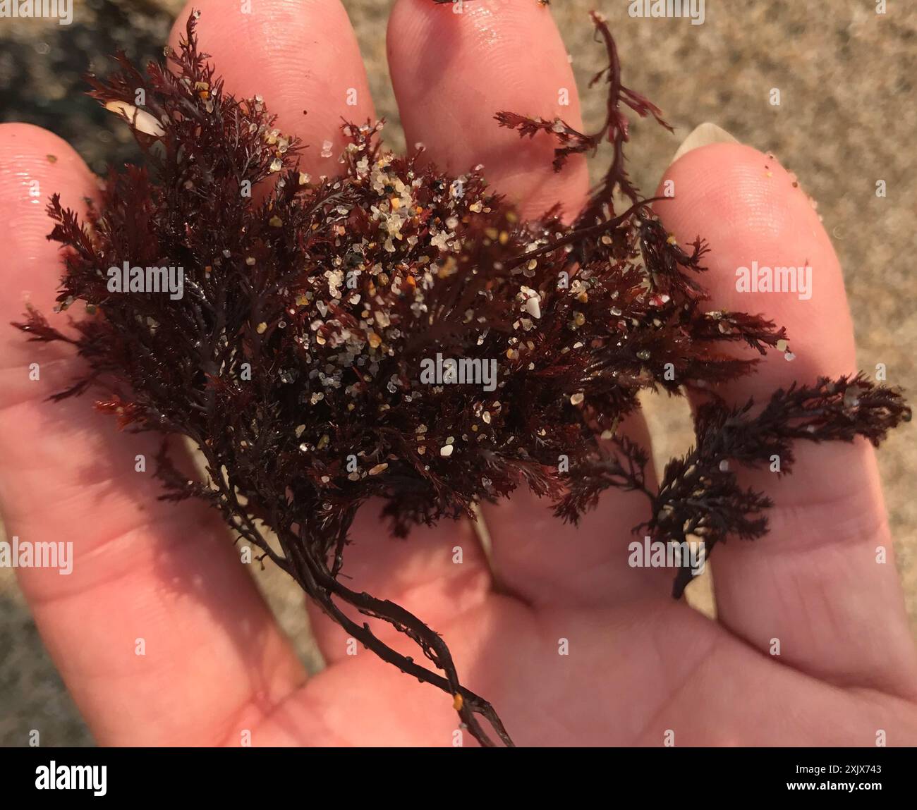 red algae (Rhodophyta) Plantae Stock Photo - Alamy