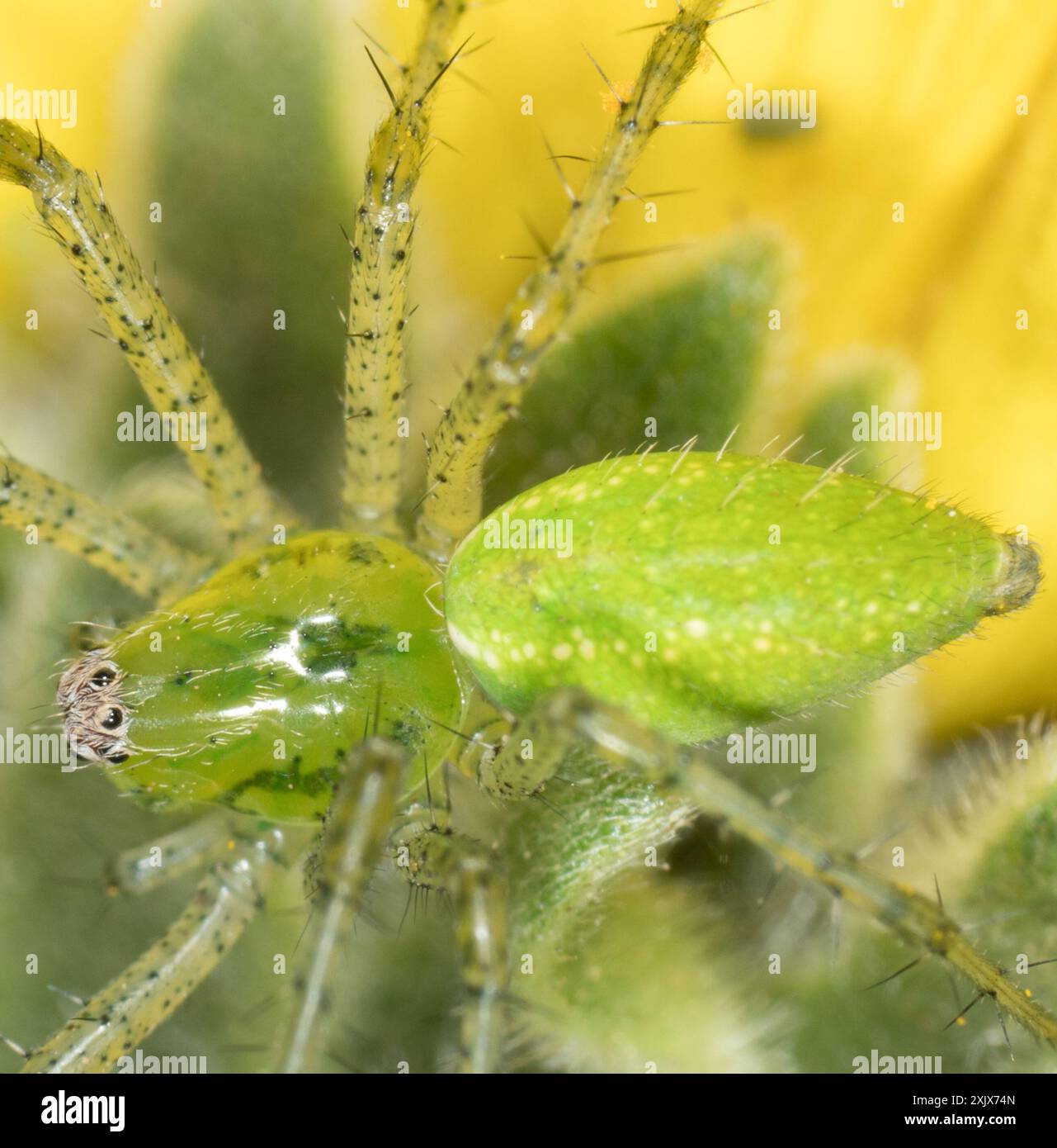 Lesser Green Lynx Spider (Peucetia longipalpis) Arachnida Stock Photo ...