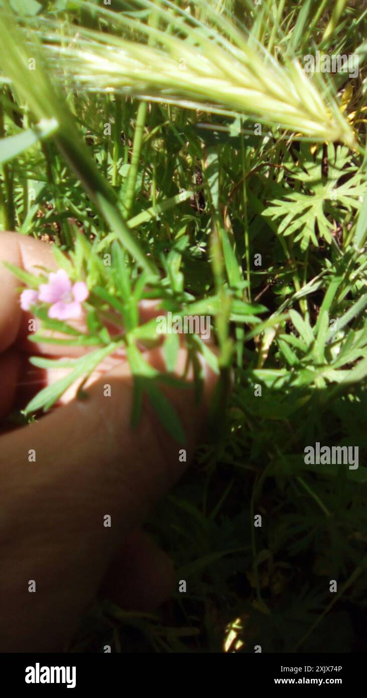Cut-leaved crane's-bill (Geranium dissectum) Plantae Stock Photo - Alamy