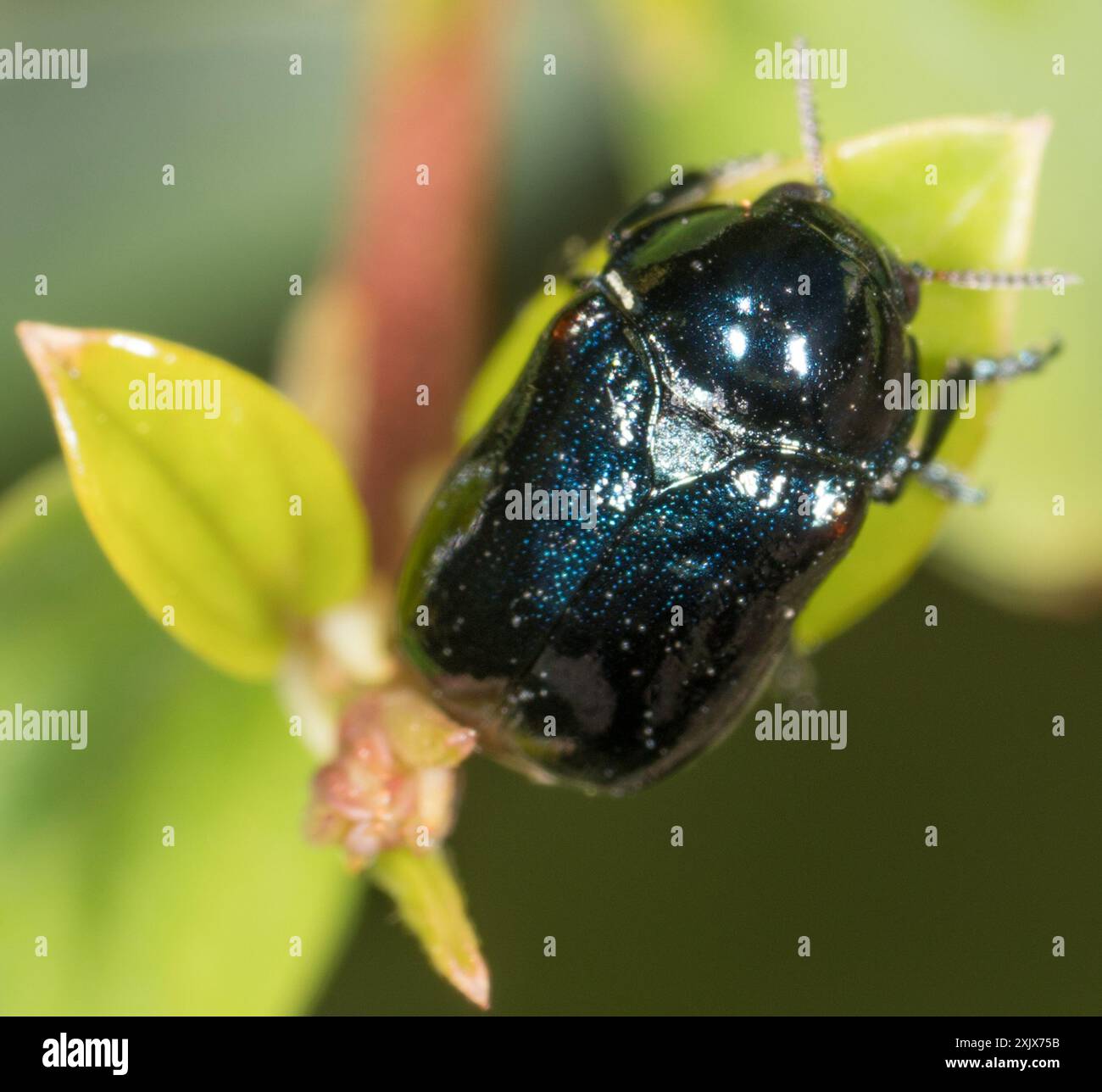 Red-shouldered Leaf Beetle (Saxinis saucia) Insecta Stock Photo - Alamy