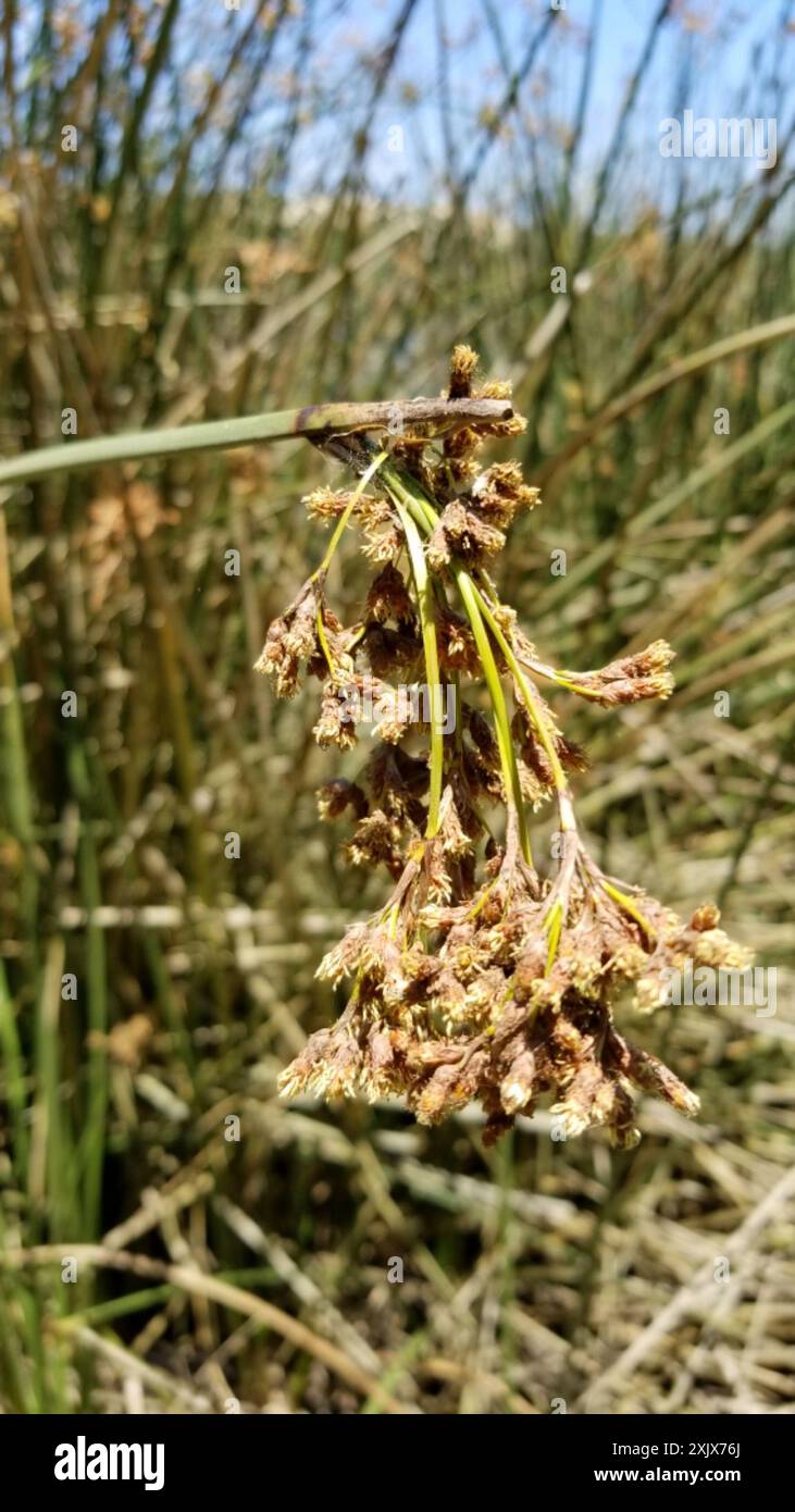 grasses, sedges, cattails, and allies (Poales) Plantae Stock Photo - Alamy