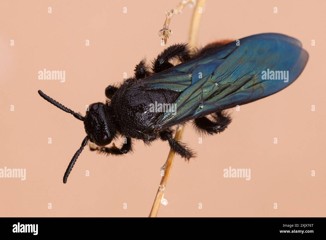 Fire-tailed Scoliid Wasp (Triscolia ardens) Insecta Stock Photo - Alamy