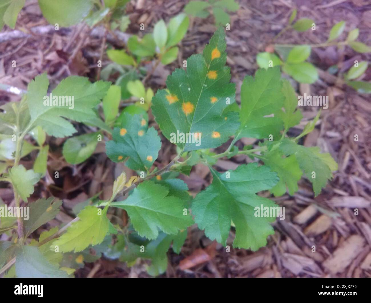 Orange-Yellow Rusts (Puccinia) Fungi Stock Photo - Alamy