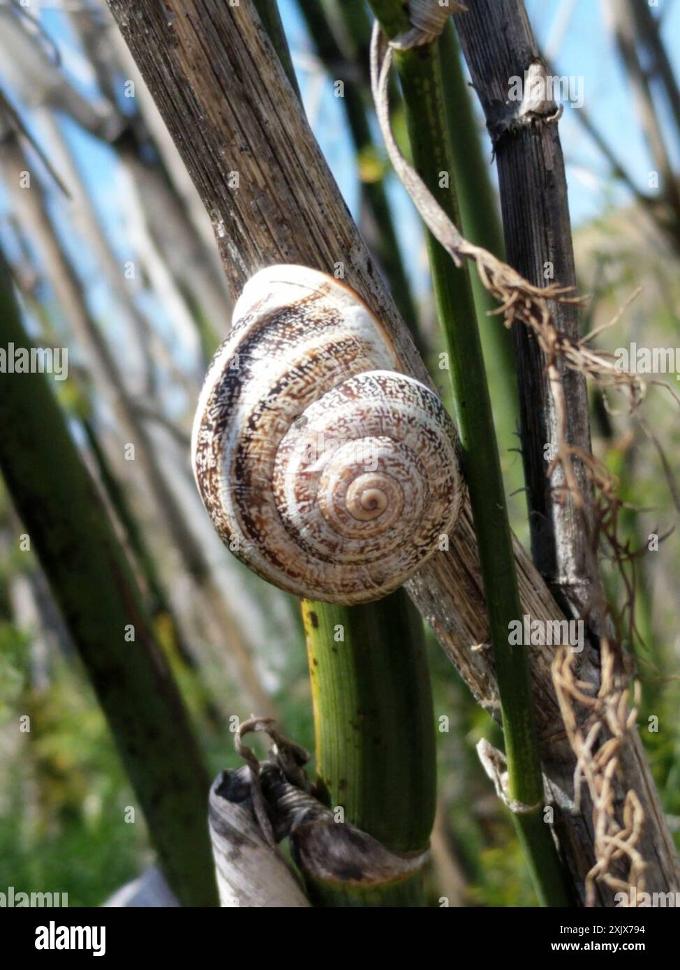 Milk Snail (Otala lactea) Mollusca Stock Photo - Alamy